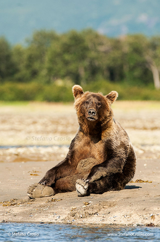 Alaskan Teddy Bear | Clicks & Corks