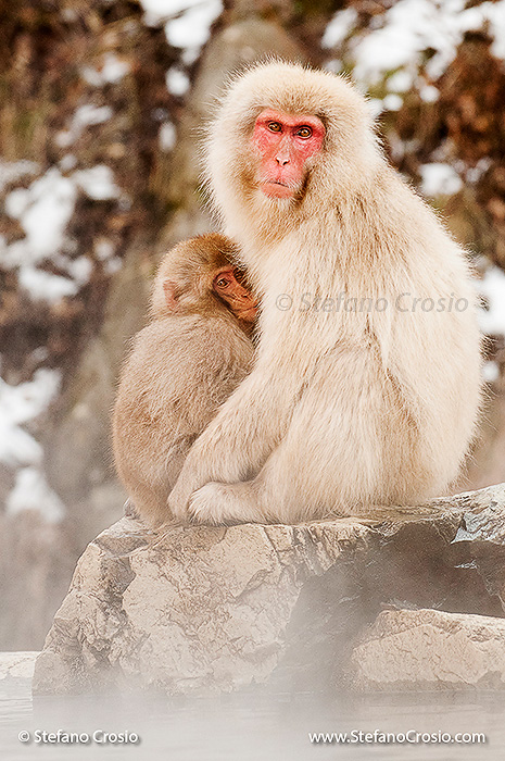 Happy Valentine’s Day! Snow Monkey Love :-) | Clicks & Corks